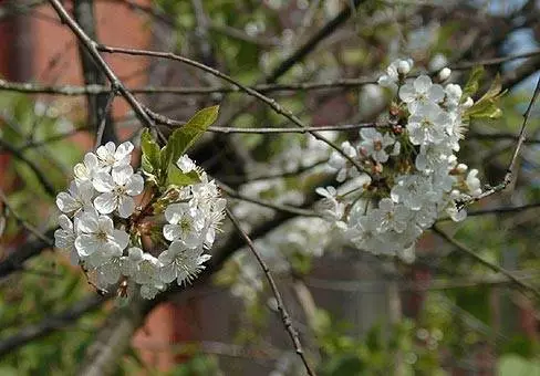 Cherry Volochaevka: popis odrody, fotografie, recenzie 10469_4