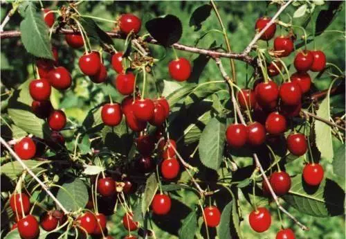 Cherry Volochaevka: وصف متنوع ، صور ، استعراض 10469_5