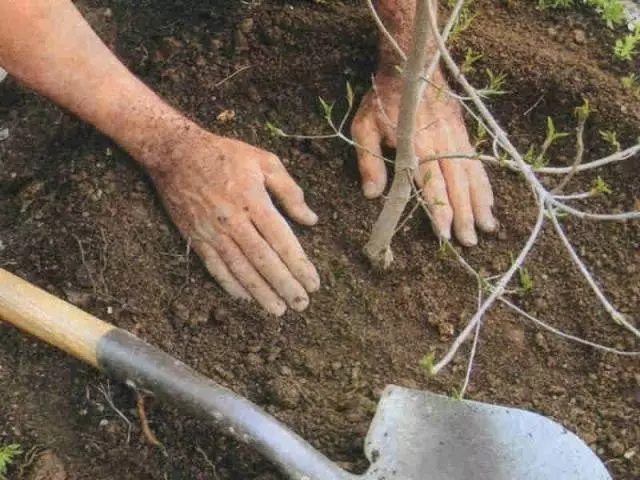 Češnja Volochaevka: opis sorte, fotografije, ocene 10469_6