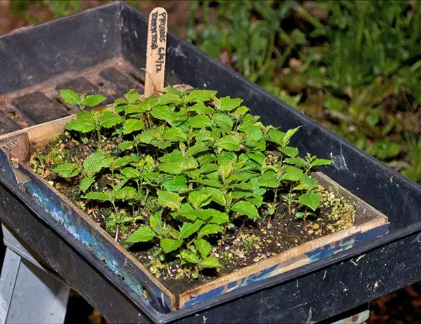 Reprodución de cereixas por estacas: no verán, primavera e outono, medrando na casa 10473_15