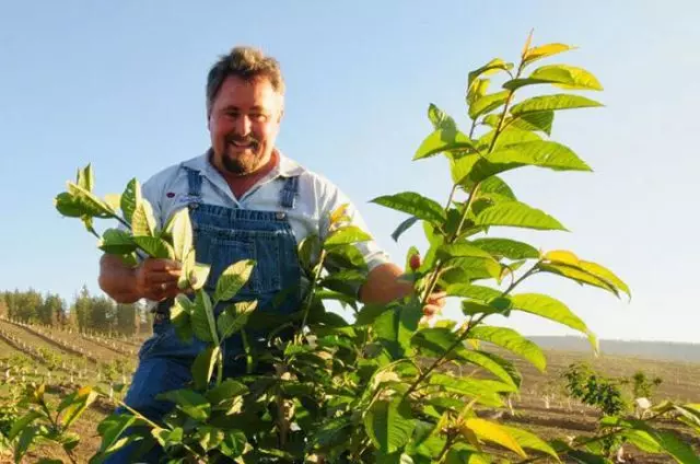 Reprodución de cereixas por estacas: no verán, primavera e outono, medrando na casa 10473_2