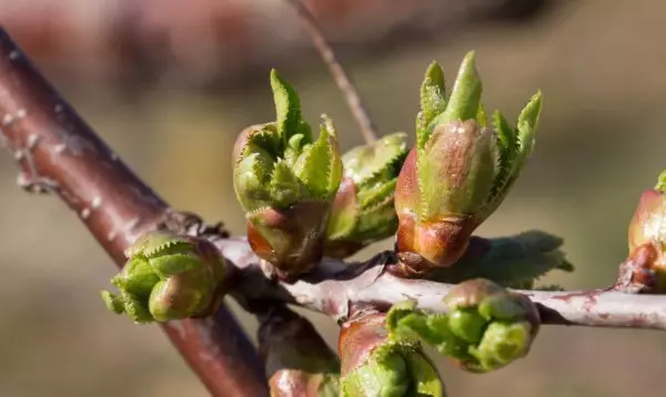 Reprodución de cereixas por estacas: no verán, primavera e outono, medrando na casa 10473_4