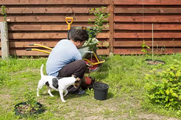 Plante seriz nan sezon prentan ak plant nan tè louvri: karakteristik, preparasyon tè, videyo 10475_1