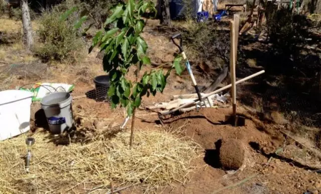 Kudyara cherries mukati megore nembeu muvhu rakavhurika: maficha, kugadzirira ivhu, vhidhiyo 10475_2