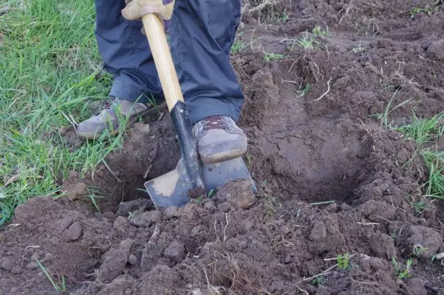 Kiischten am Fréijoer mat Keimlinger am oppenen Terrain planzen: Features, Buedempräparatioun, Video 10475_3