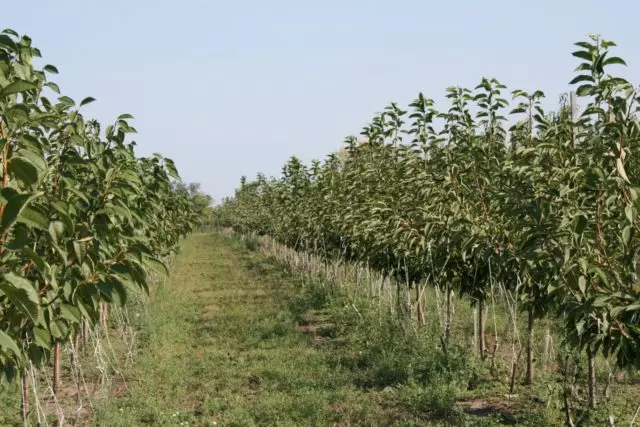 Kudyara cherries mukati megore nembeu muvhu rakavhurika: maficha, kugadzirira ivhu, vhidhiyo 10475_7