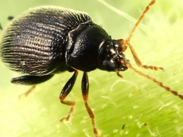 Potato flea beetle: ata, faʻafefea ona tau 1049_1