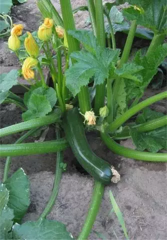 I-Zucchini Diamant F1