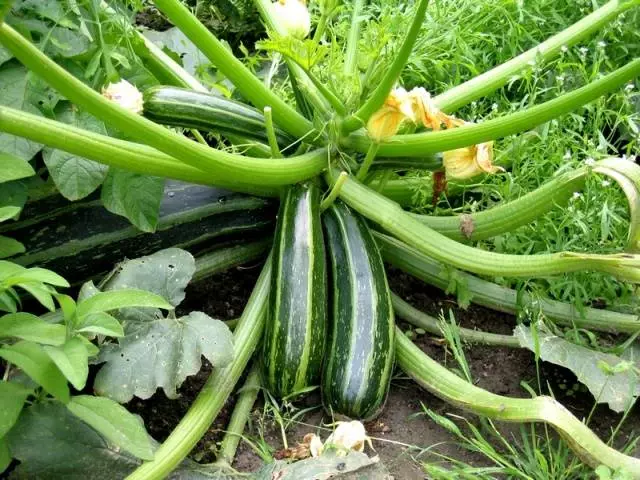 Zucchini zucchini - varietas, deskripsi, dan foto terbaik 10506_2