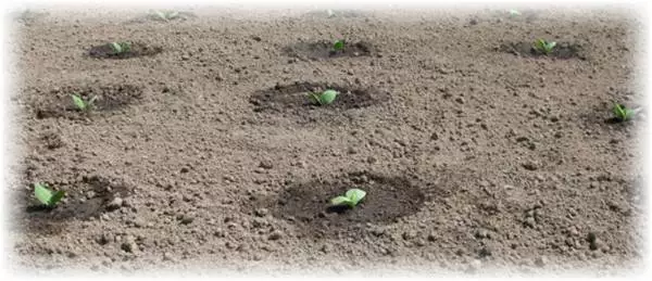 Zucchini zucchini - varietas, deskripsi, dan foto terbaik 10506_4