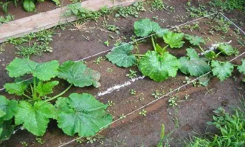 Zucchine per la Siberia in piena terra 10509_7