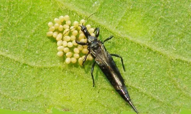 Thrips pada bunga mawar di taman: foto dan perjuangan, bagaimana memproses, bagaimana mereka kelihatan, apa yang harus dilakukan