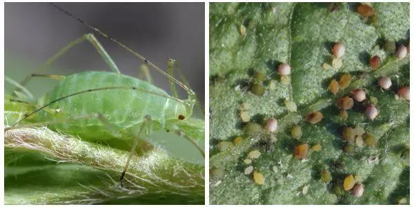 Conas cucumbers a fhás i cheaptha teasa polacarbónáite 10531_10