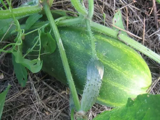 Cómo cultivar pepinos en un invernadero de policarbonato. 10531_13