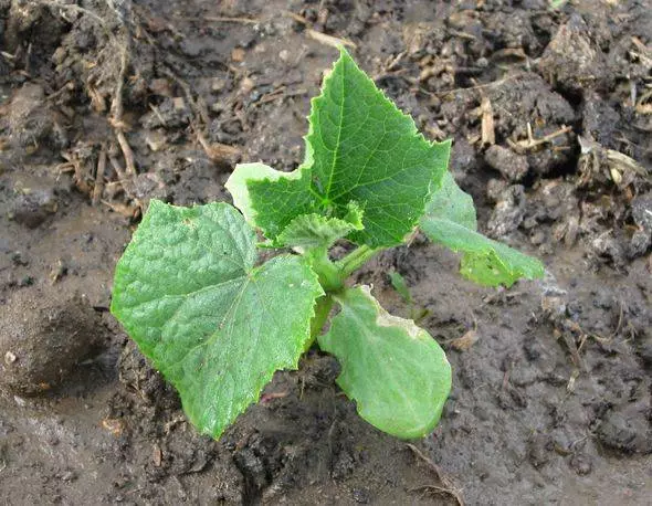 Cómo cultivar pepinos en un invernadero de policarbonato. 10531_4