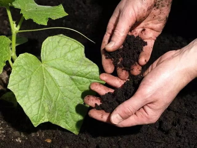 Cómo cultivar pepinos en un invernadero de policarbonato. 10531_6