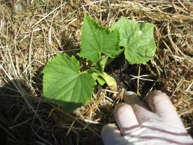 Cómo cultivar pepinos en un invernadero de policarbonato. 10531_7