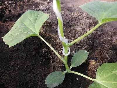 Cómo cultivar pepinos en un invernadero de policarbonato. 10531_9