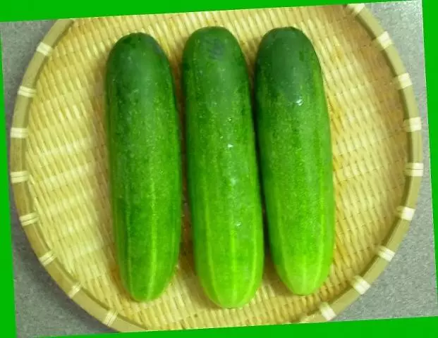 Dutch cucumber mhando 10533_1