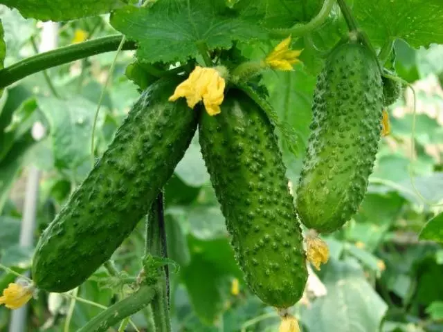 Dutch cucumber mhando 10533_10