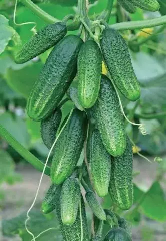 Dutch cucumber mhando 10533_3