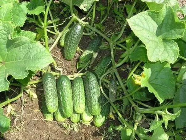 Mga cucumber nga kaugalingon og polusyon 10538_1