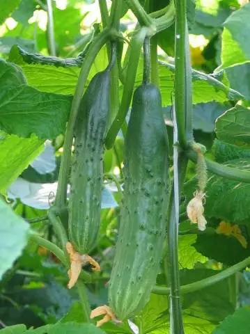 Cucumbers féin-pollinated 10538_14