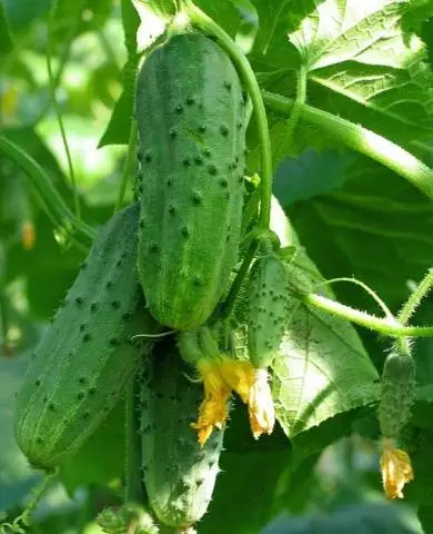 ಡ್ಯಾನಿಲಾ ಎಫ್ 1