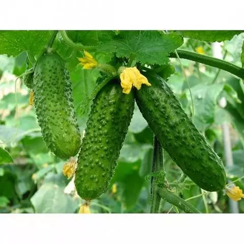 ಅಮುರ್