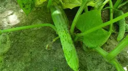 Cucumbers féin-pollinated 10538_9