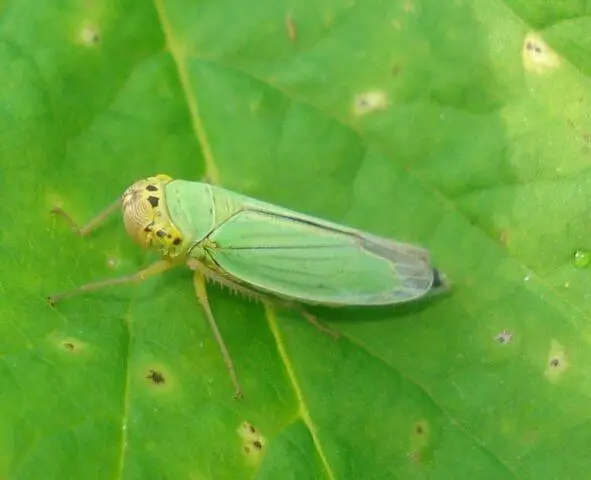 Rose flower leafhopper: kontrolforanstaltninger, folkemedicin, hvordan man behandler rosenblade, foto 1055_2