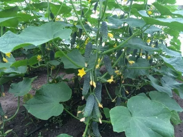 Cucumber Lutoyar F1: paglalarawan, larawan, mga pagsusuri 10566_2