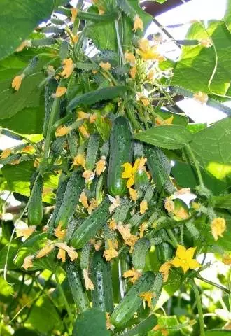 Cucumber siberian garland