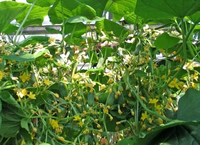 Cucumber siberian garland