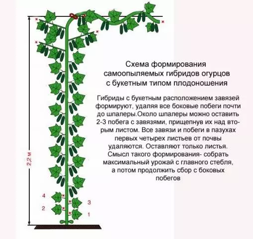 Gúrkur Siberian garland f1: umsagnir + myndir 10571_7