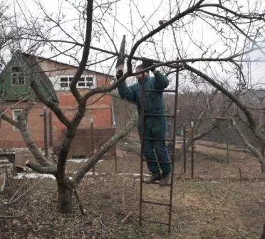 Hoe een oude appelboom goed te snoeien in het voorjaar + schema 10584_1