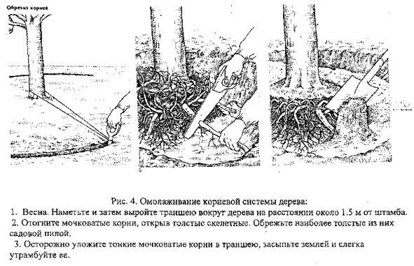 Як правильно обрізати стару яблуню навесні + схема 10584_10