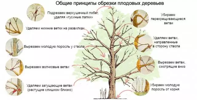 Чӣ тавр дуруст буридани дарахти себи кӯҳна дар баҳор + схема 10584_12