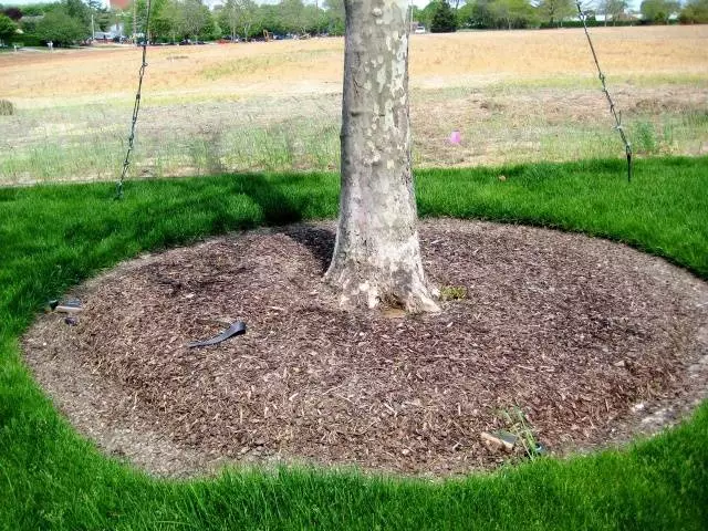 Hoe een oude appelboom goed te snoeien in het voorjaar + schema 10584_23