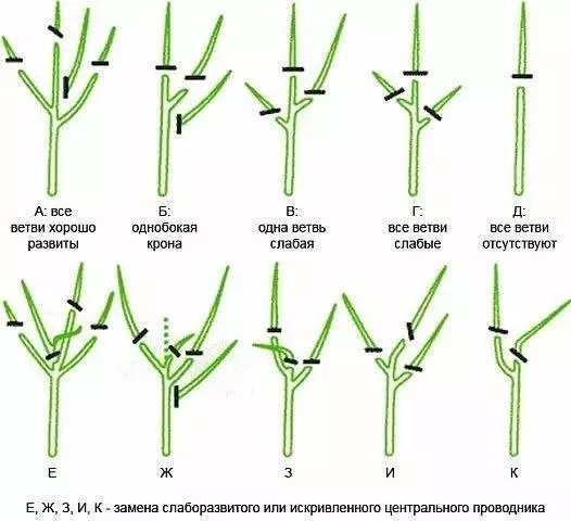 Wie man einen alten Apfelbaum im Frühjahr richtig beschneidet + Schema 10584_3