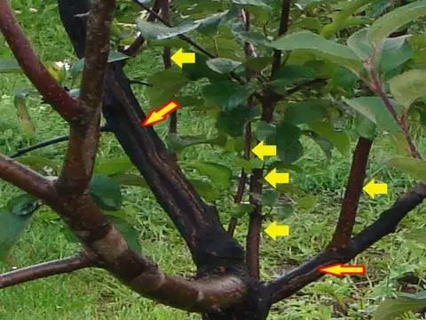 Wie man einen alten Apfelbaum im Frühjahr richtig beschneidet + Schema 10584_4