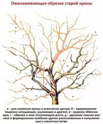 Kaip tinkamai genėti seną obelį pavasarį + schema 10584_5