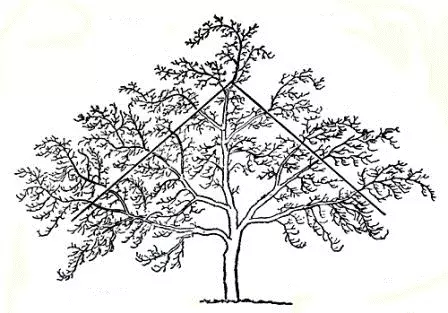 Hoe een oude appelboom goed te snoeien in het voorjaar + schema 10584_6