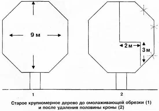 Иске алма агачын яз + схемасында ничек дөрес кисәргә 10584_8