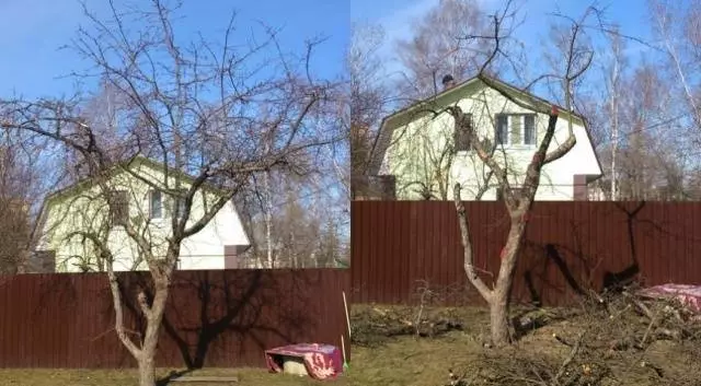 Hoe een oude appelboom goed te snoeien in het voorjaar + schema 10584_9