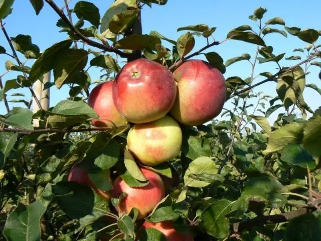 Aisling Apple: tuairisc ar éagsúlacht, grianghraif, léirmheasanna 10585_12