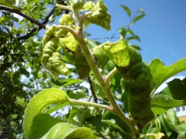 Apple Dream: အမျိုးမျိုးဖော်ပြချက်၊ ဓာတ်ပုံများ၊ ပြန်လည်သုံးသပ်ခြင်း 10585_18