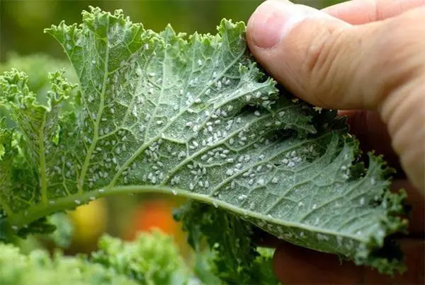 Coca-Cola dari kutu daun dan semut pada tanaman, pokok: ulasan, resipi