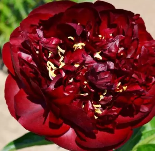 Peony Buckeye Bell (Buckeye Belle): beskriuwing, foto, plantsje en fersoargje, teelt 10605_2