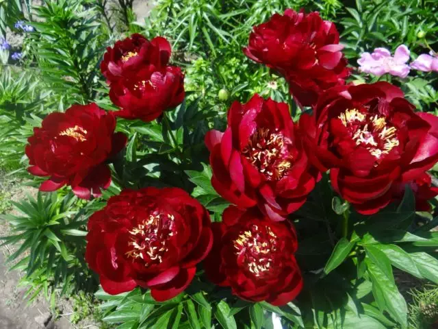 Peony Buckeye Bell (Buckeye Belle): beskriuwing, foto, plantsje en fersoargje, teelt 10605_3